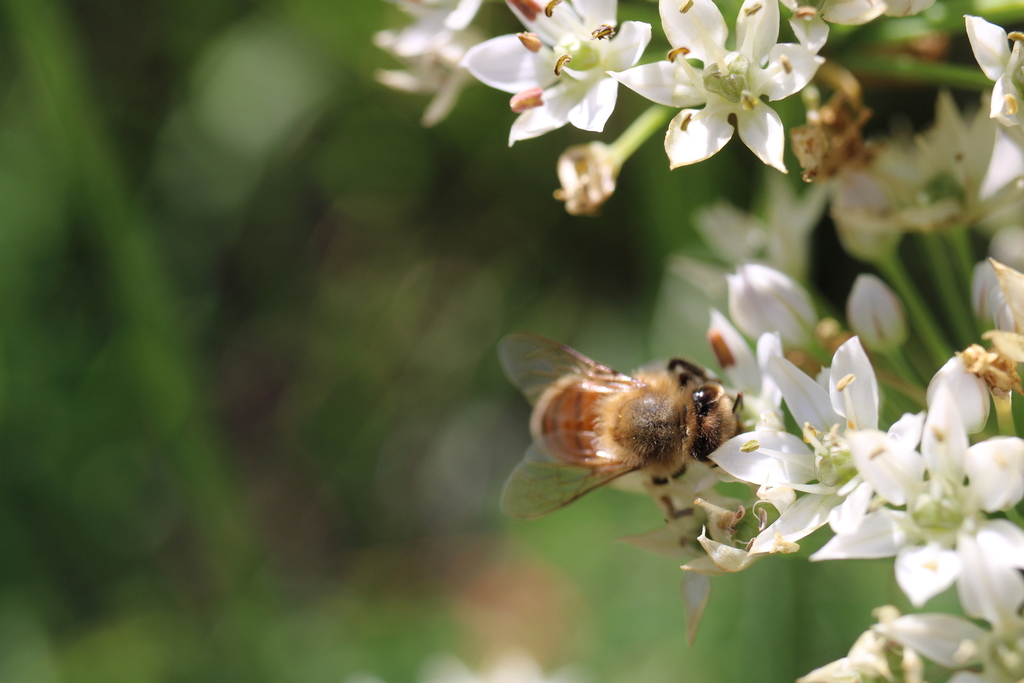 Western Honey Bee from Boone County, IL, USA on August 31, 2023 at 02: ...