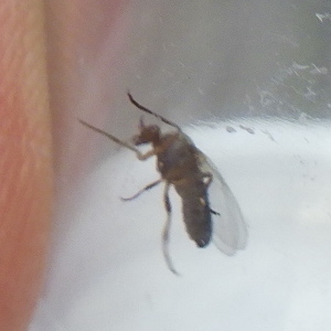 Black Flies from University District, Spokane, WA, USA on August 31 ...