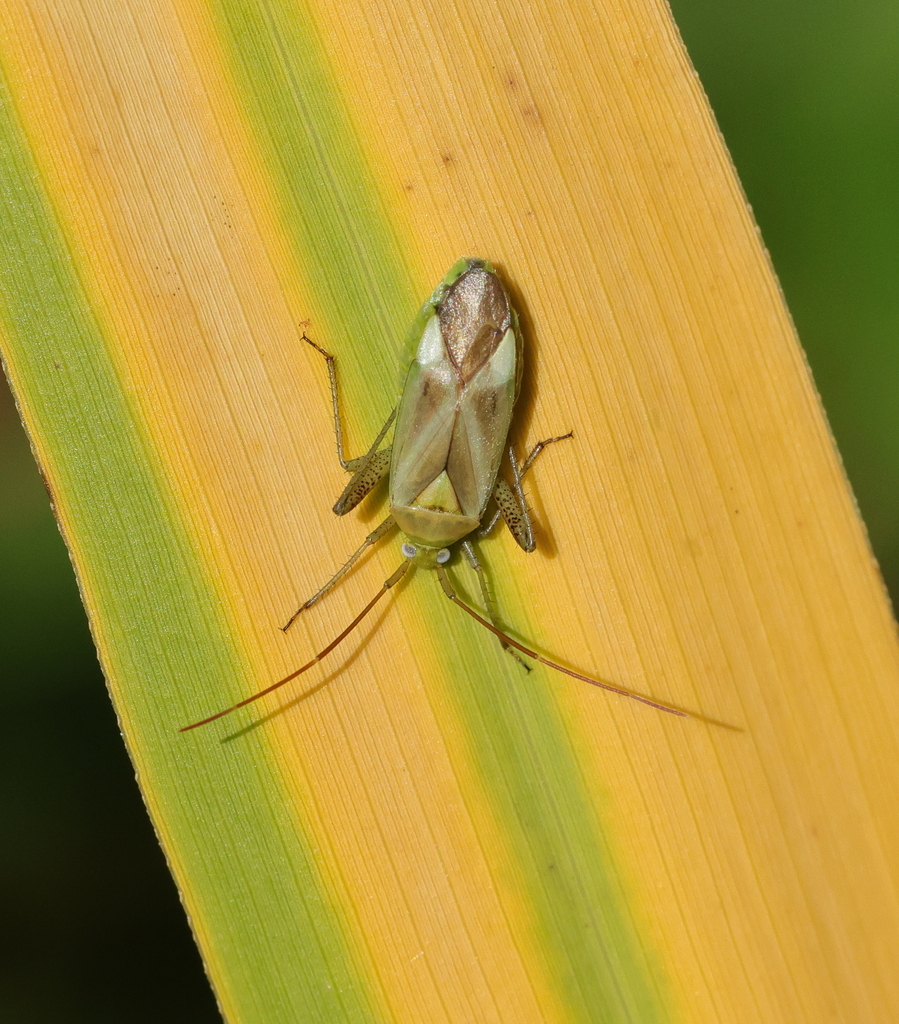Alfalfa Plant Bug from Gonfreville-l'Orcher, France on September 1 ...