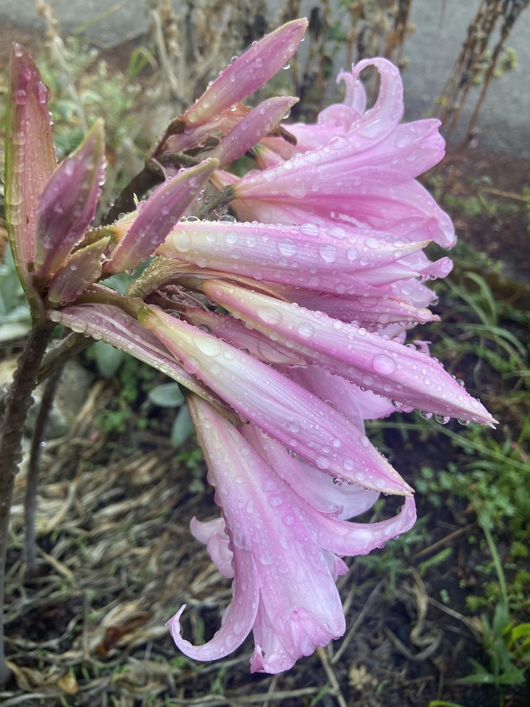 Belladonna Lily from 6th Ave NW, Seattle, WA, US on August 30, 2023 at ...