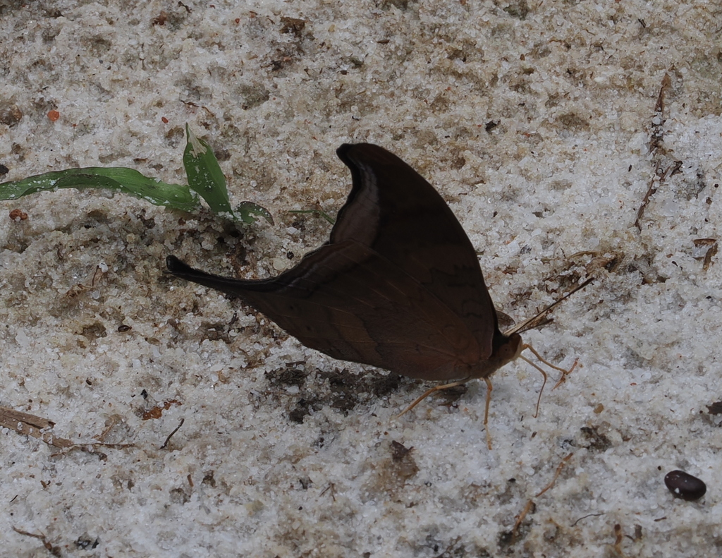 Sunset Daggerwing from Allpahuayo-Mishana, Peru on August 10, 2023 at ...