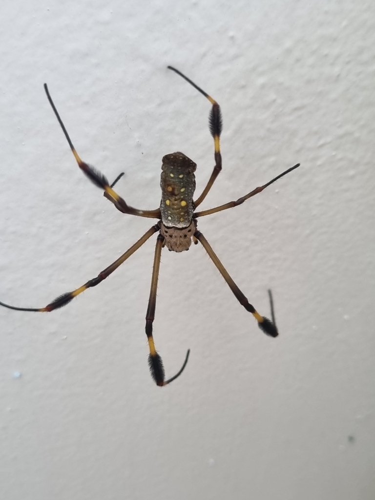 Golden Silk Spider from Lebrija, Santander, Colombia on September 1 ...