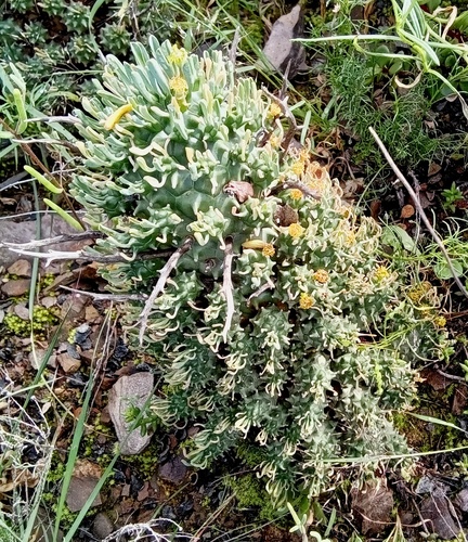 Subespecie Euphorbia multiceps multiceps · NaturaLista Colombia