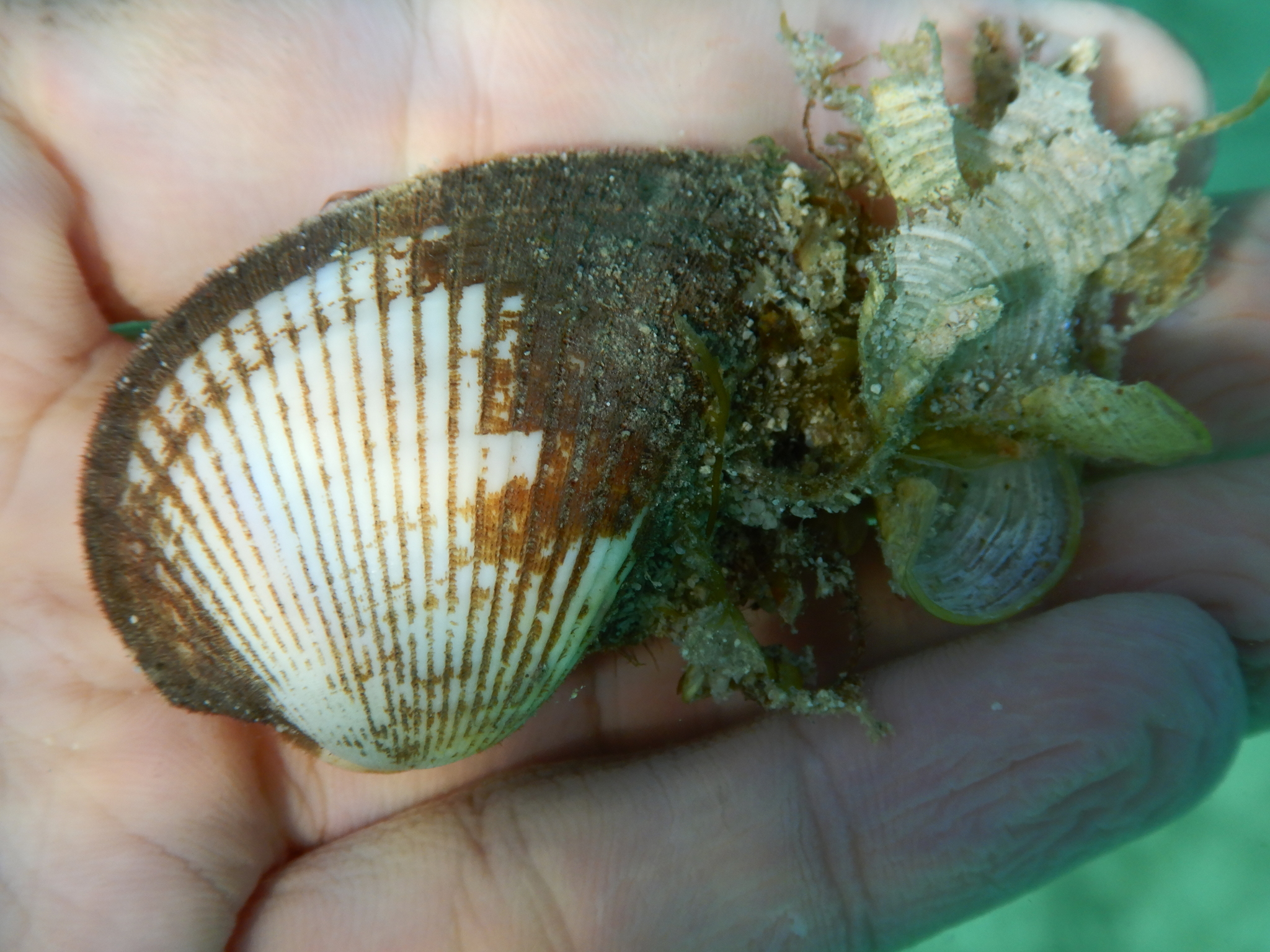 Anadara antiquata (Linnaeus, 1758)