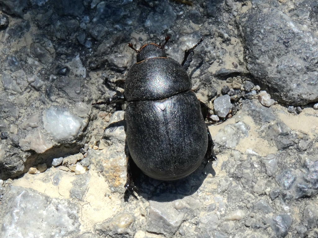 Pentodon from Kissamos on June 6, 2019 at 10:10 AM by swsankt · iNaturalist