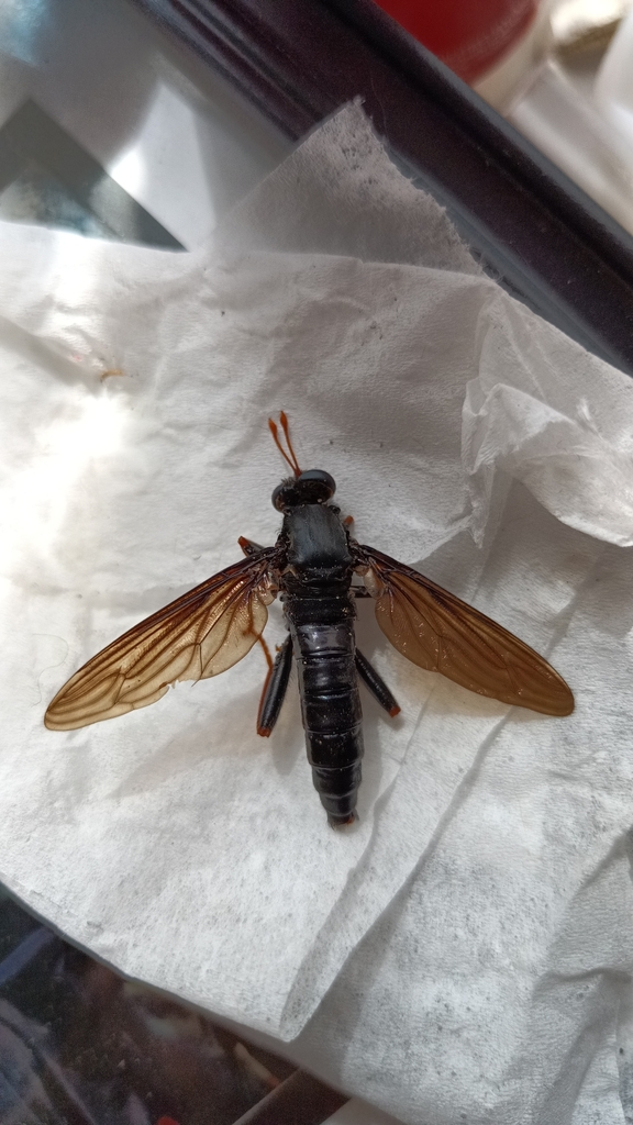 Mydas Flies from Hazel Park on September 1, 2023 at 11:13 AM by Kat ...