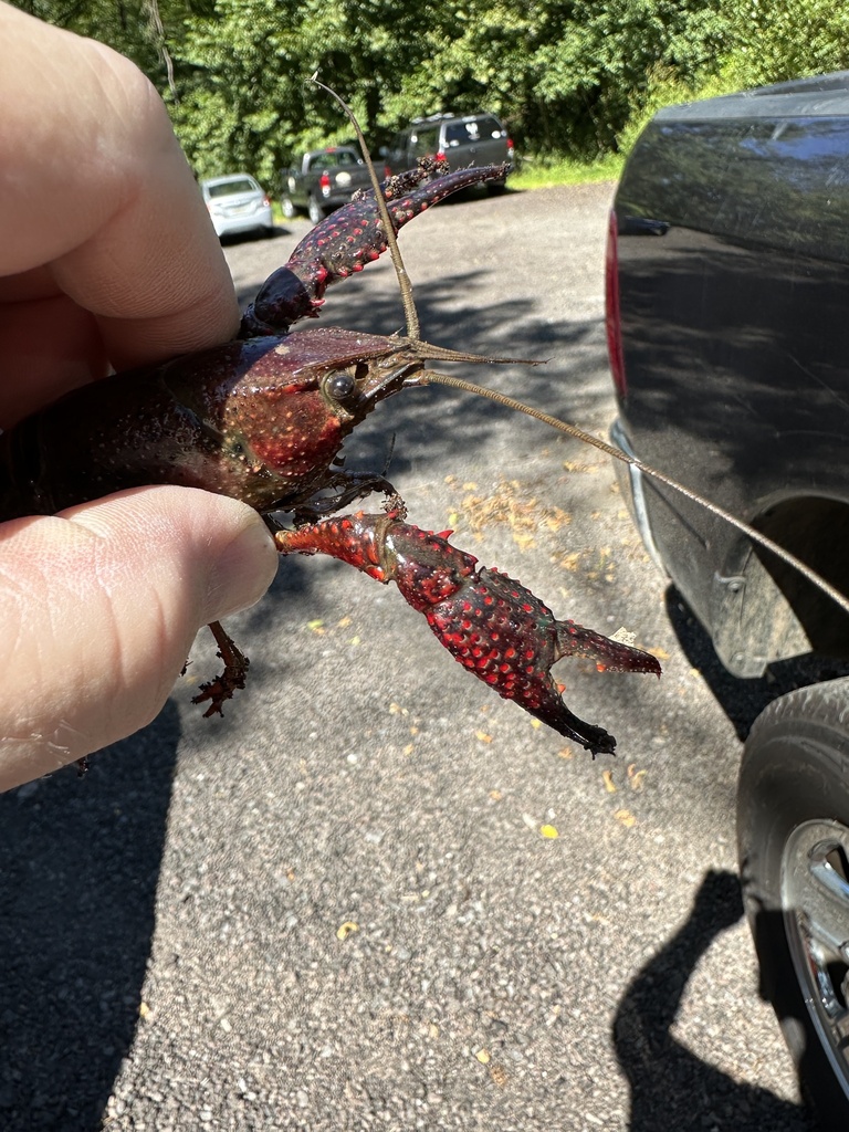 Red Swamp Crayfish from Dark Hollow Park, Furlong, PA, US on September ...