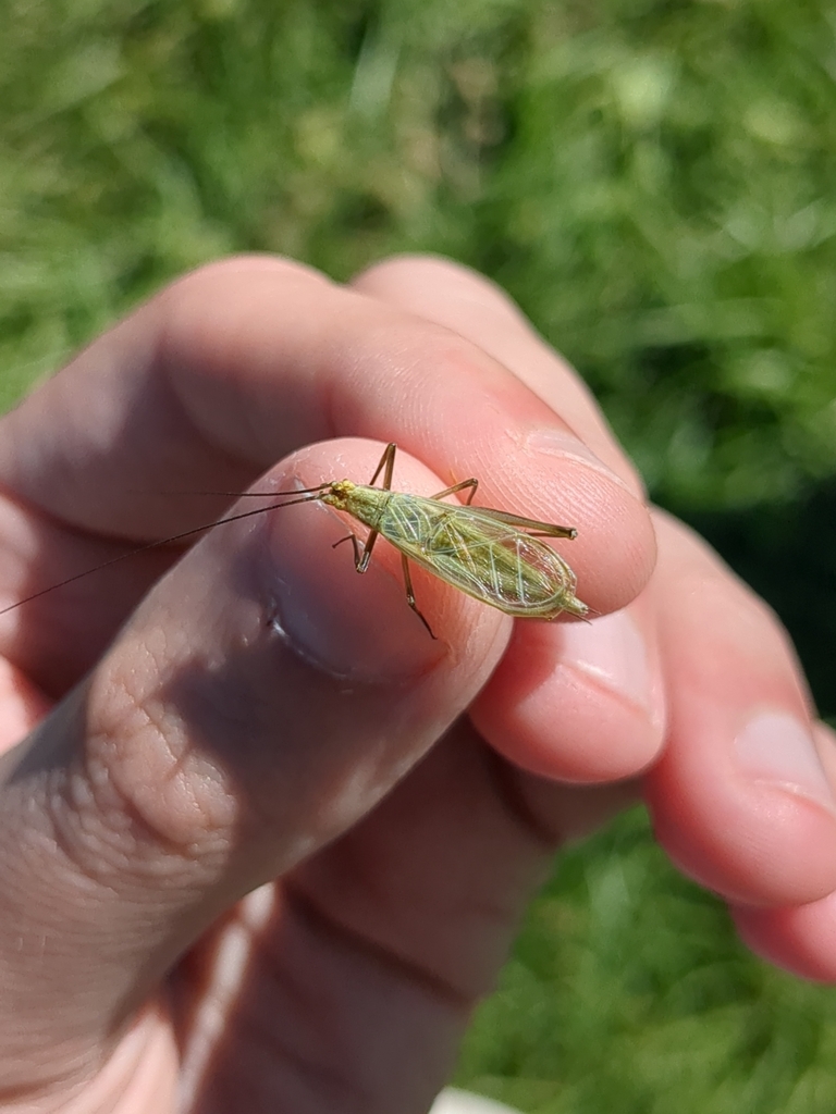 Common Tree Crickets from Wayne Township, OH, USA on September 1, 2023 ...