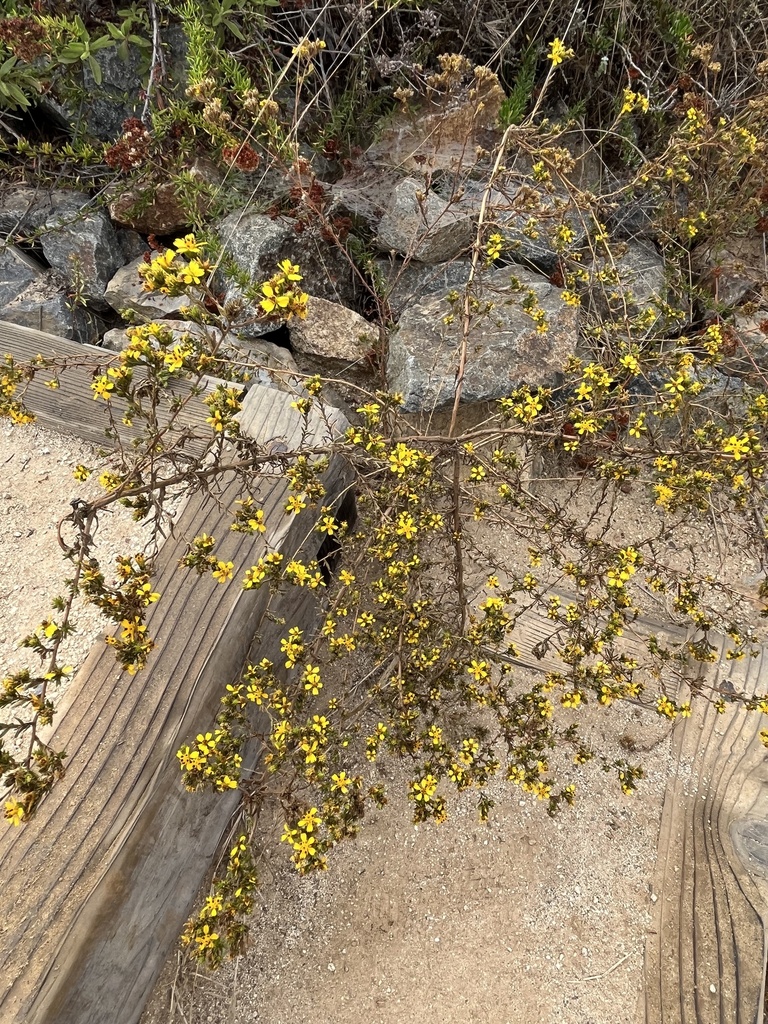 Clustered Tarweed from Torrey Pines State Natural Reserve, San Diego ...