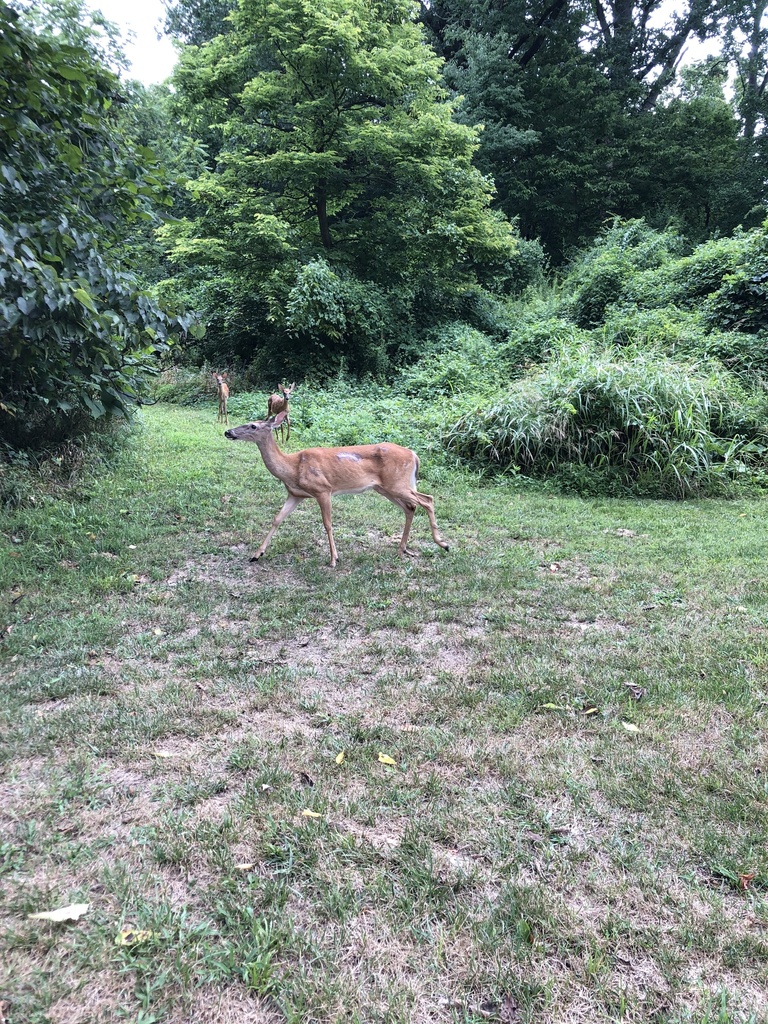White-tailed Deer from Eden Park, Cincinnati, OH, US on August 10, 2023 ...