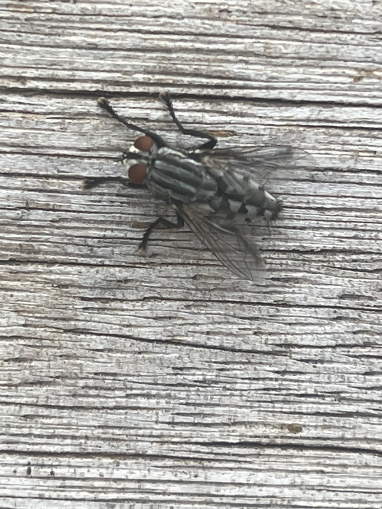 Common Flesh Flies from Athens, Attiki, GR on September 1, 2023 at 01: ...