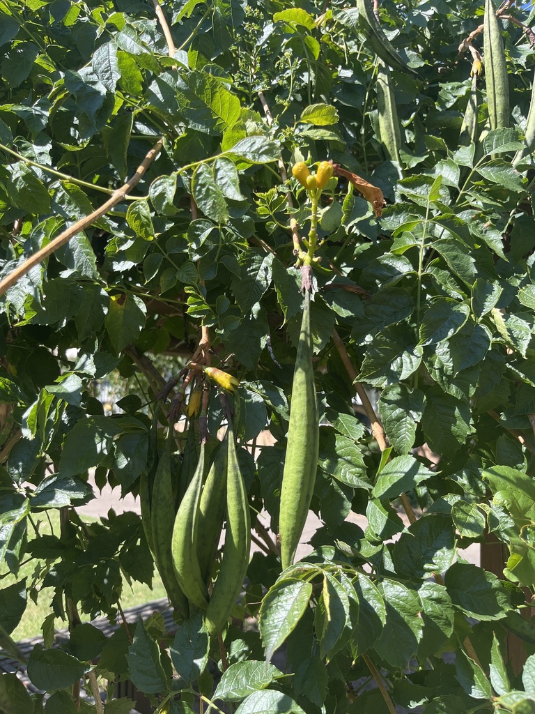 American trumpet vine from Southern Illinois University, Carbondale, IL ...