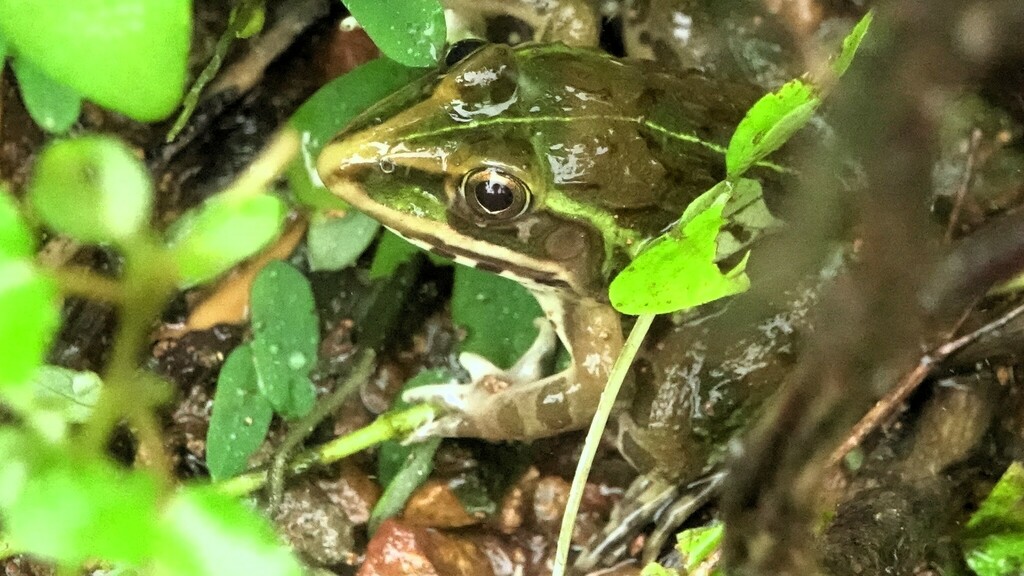 Indus Valley Bullfrog from 8W49+RHX, Navghar, Maharashtra 401208, India ...