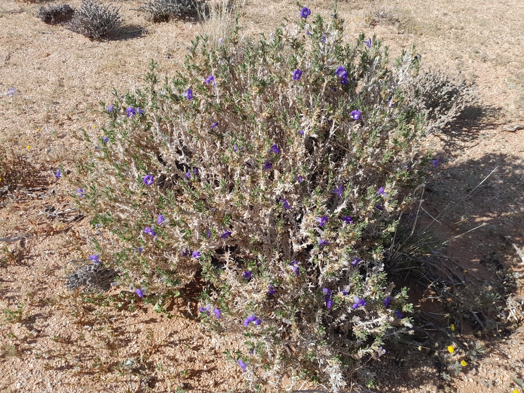 Karoo Violets from Luderitz, NA-KA, NA on September 1, 2023 at 10:17 AM ...