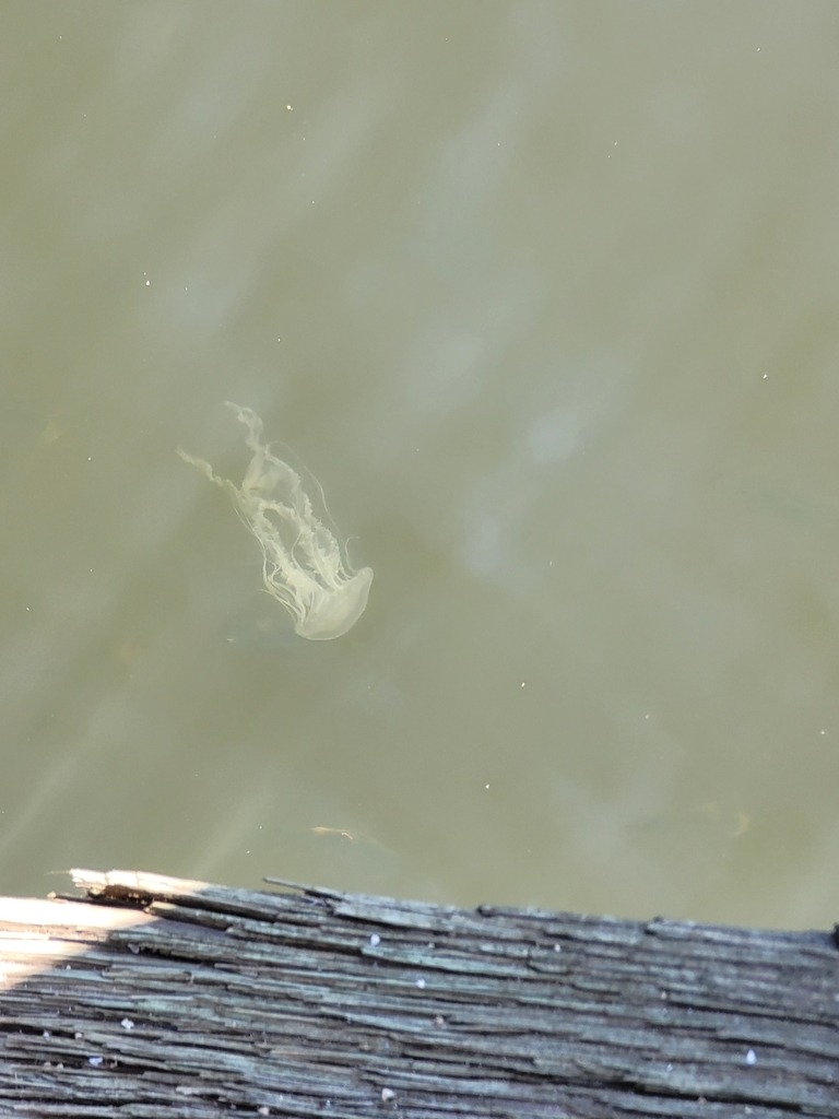 Bay Nettle from Inner Harbor, Baltimore, MD, USA on September 1, 2023 ...