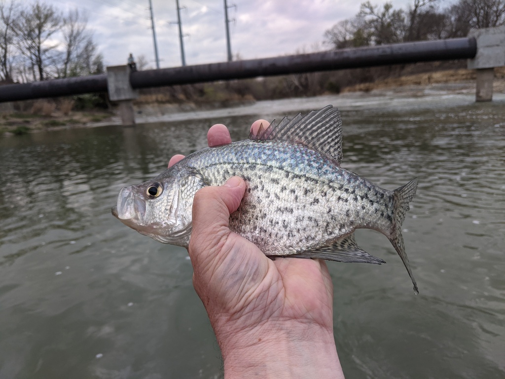 Black Crappie from Garland, TX, USA on March 29, 2022 at 07:03 PM by ...