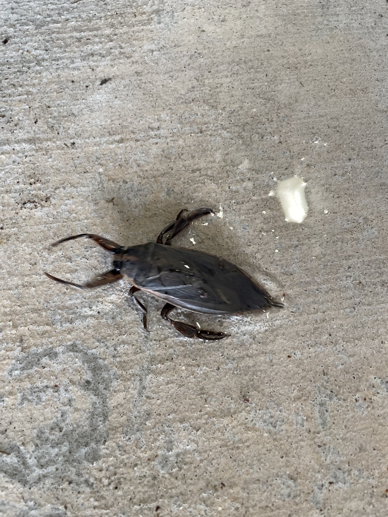 Eastern Toe-biter from Land O Lakes, FL, US on September 1, 2023 at 07: ...