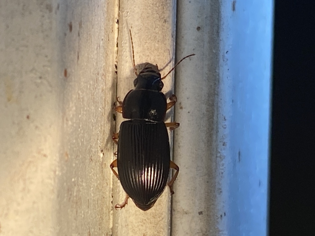 Pennsylvania Dingy Ground Beetle from La Vale, MD 21502, USA on August ...