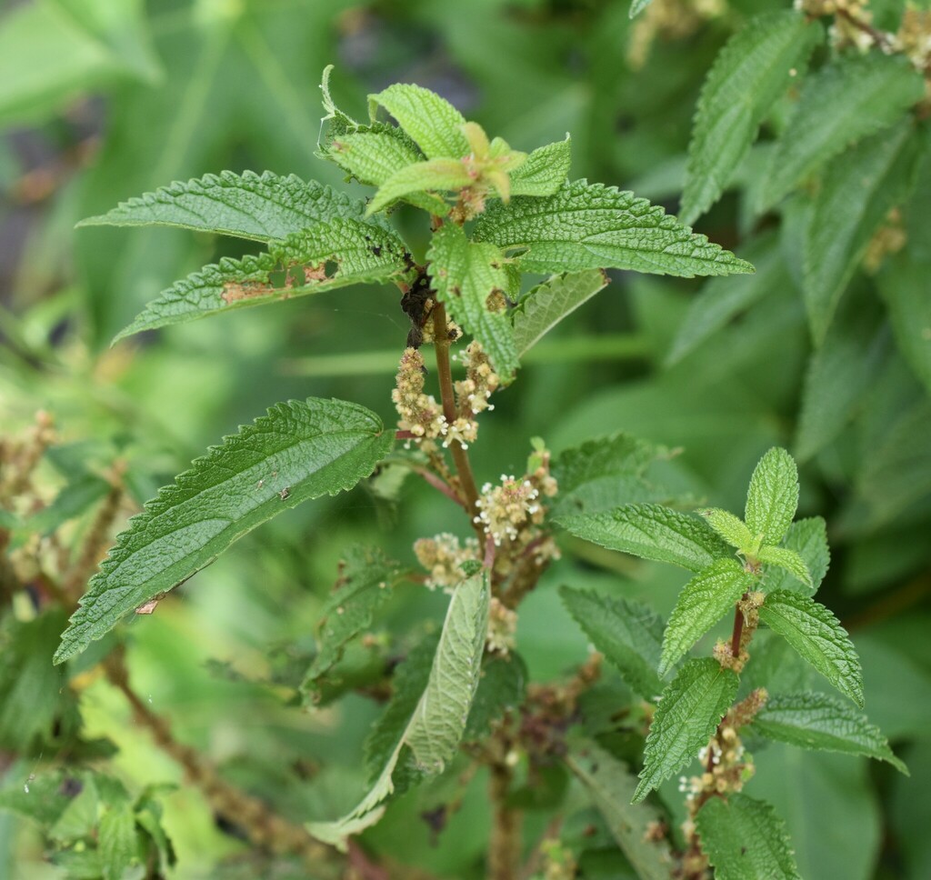 false nettle from Dekalb County, GA, USA on August 31, 2023 at 10:35 AM ...