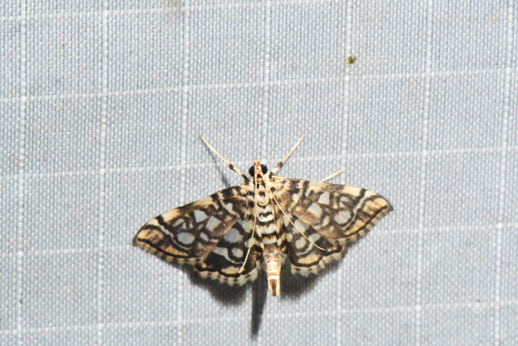 Bog Lygropia Moth from Laurentides, QC, Canada on July 14, 2023 at 11: ...