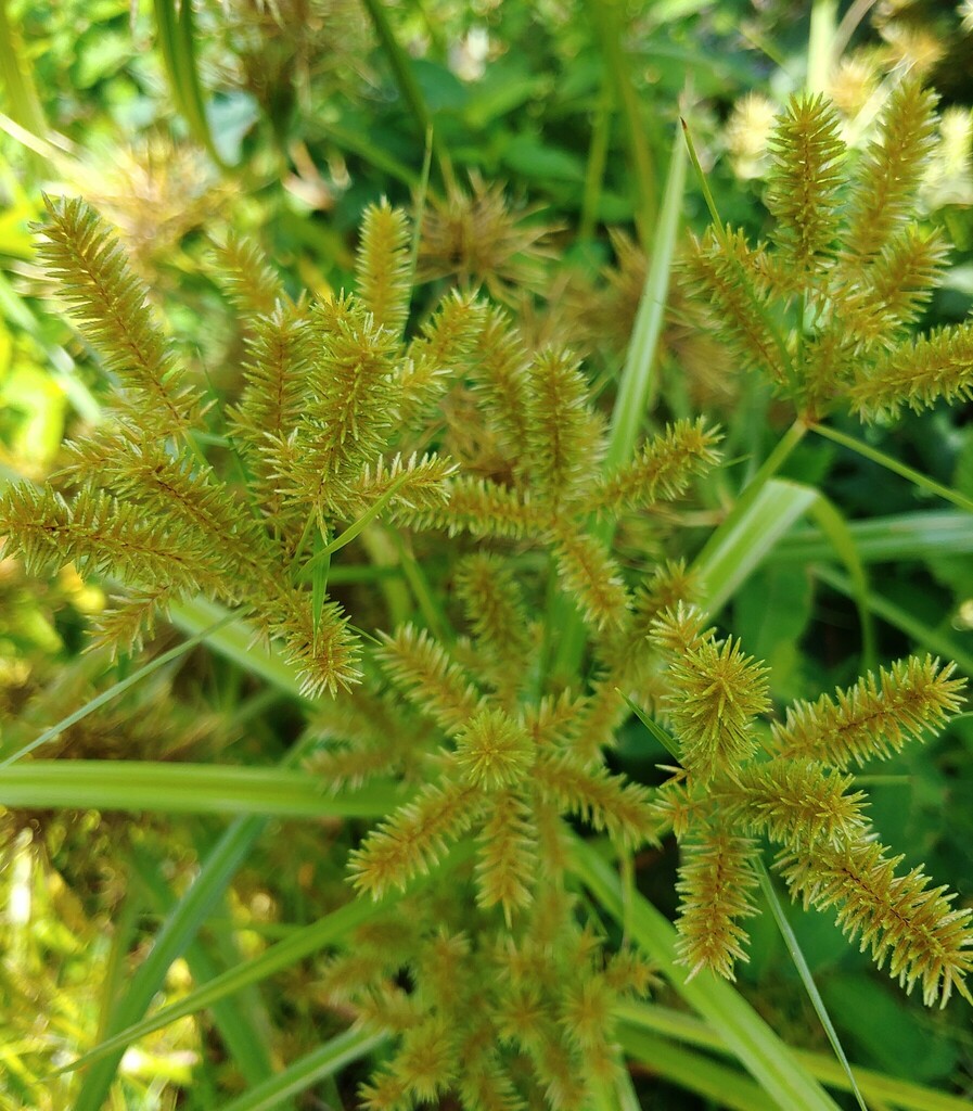 redroot flatsedge from Dekalb County, GA, USA on August 31, 2023 at 11: ...