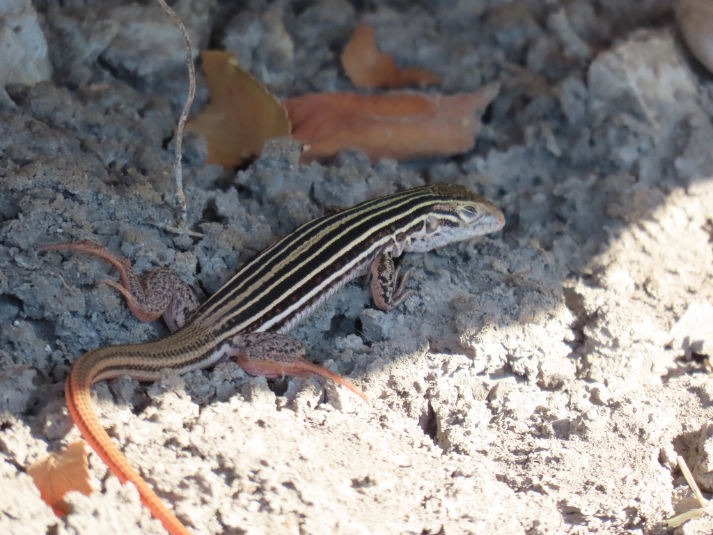 Common Spotted Whiptail from Somervell County, TX, USA on August 30 ...