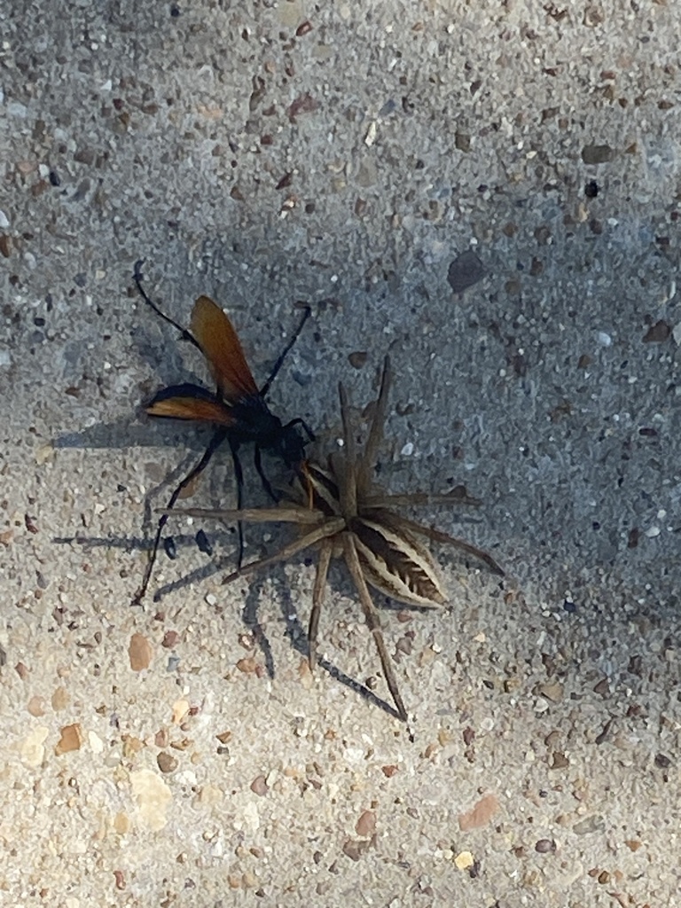 Milde's Tarantula-hawk Wasp from Terry Trail, Weatherford, TX, US on ...