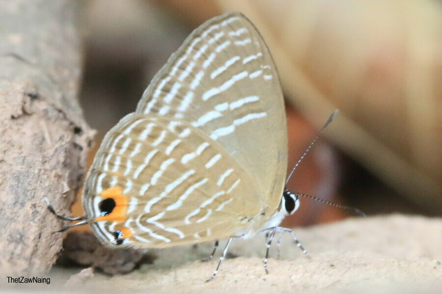 Metallic Cerulean from Tangyan, Myanmar (Burma) on June 1, 2023 at 10: ...