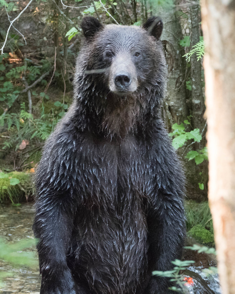Grizzly Bear in August 2018 by Joanne Siderius. An immature male ...