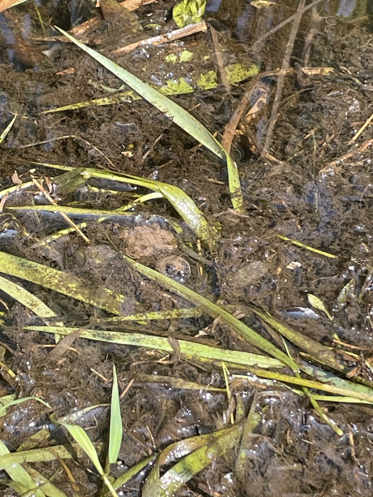 Common Snapping Turtle from Kemptville Creek, North Grenville, ON, CA ...