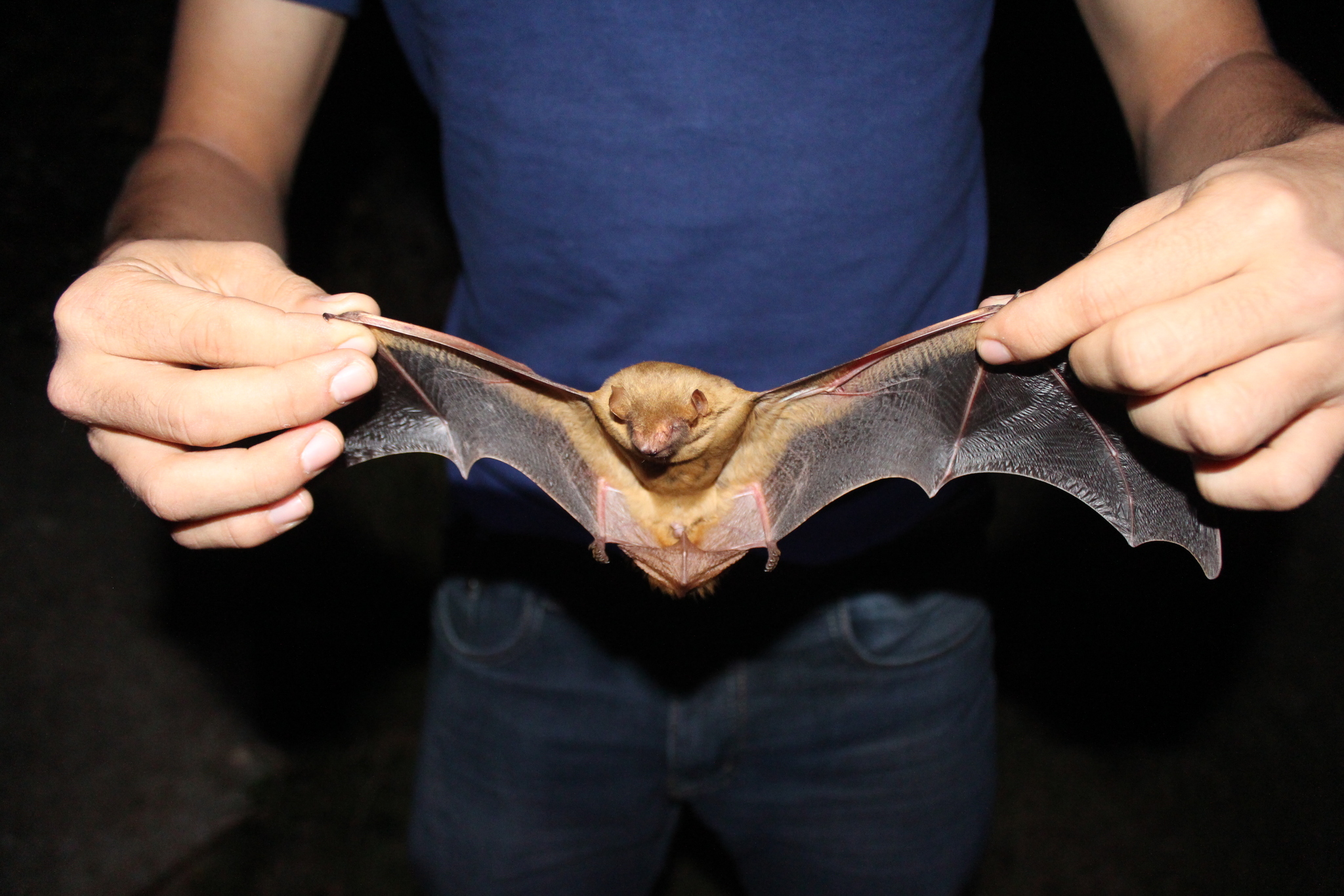 Lasiurus ega (Gervais, 1856)