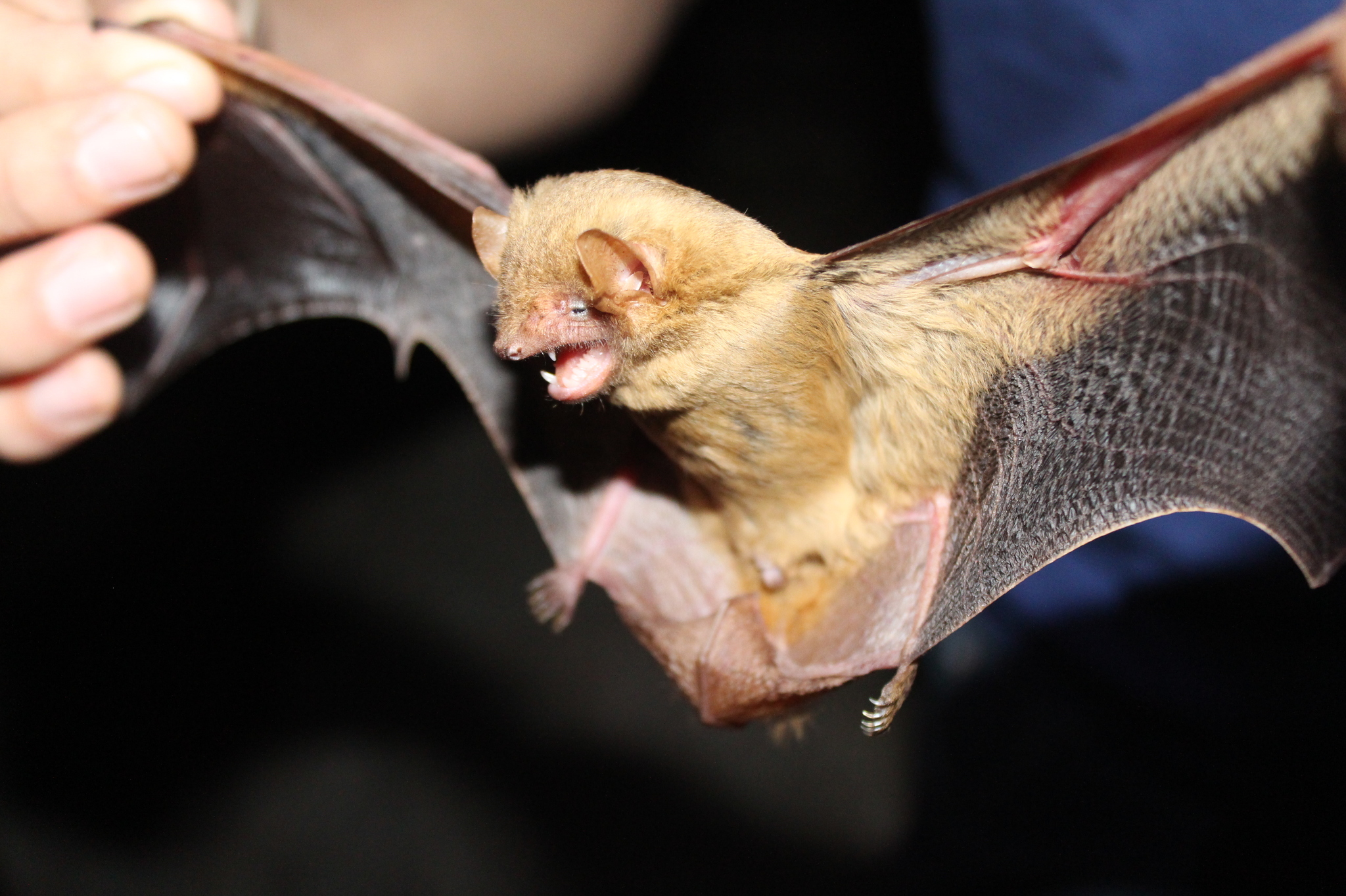 Lasiurus ega (Gervais, 1856)