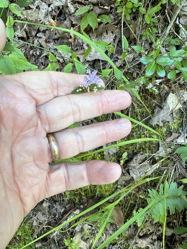 common dittany from Hot Springs National Park, AR, USA on September 1 ...