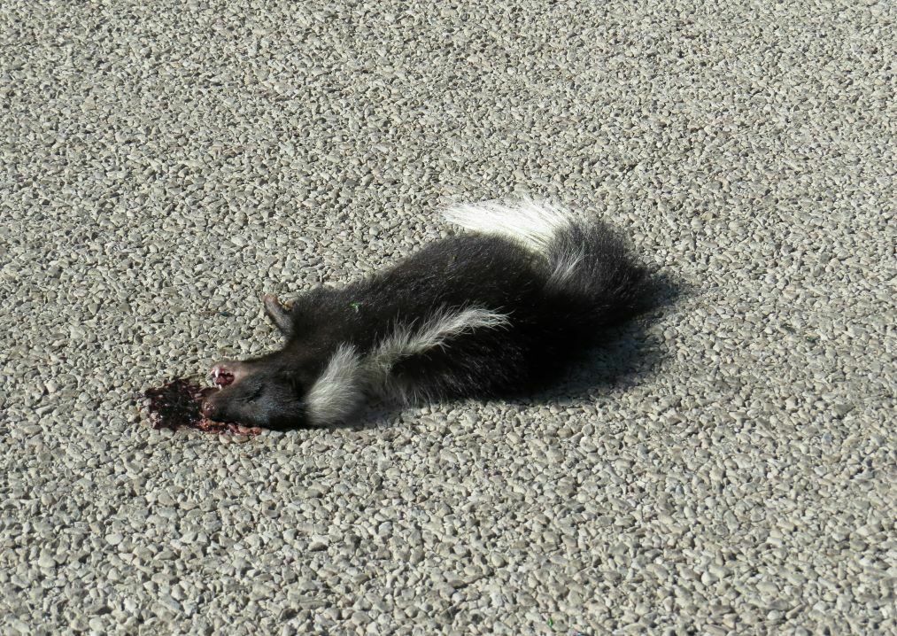 Striped Skunk from 8th Con Rd West, Flamborough, Hamilton, ON, Canada ...