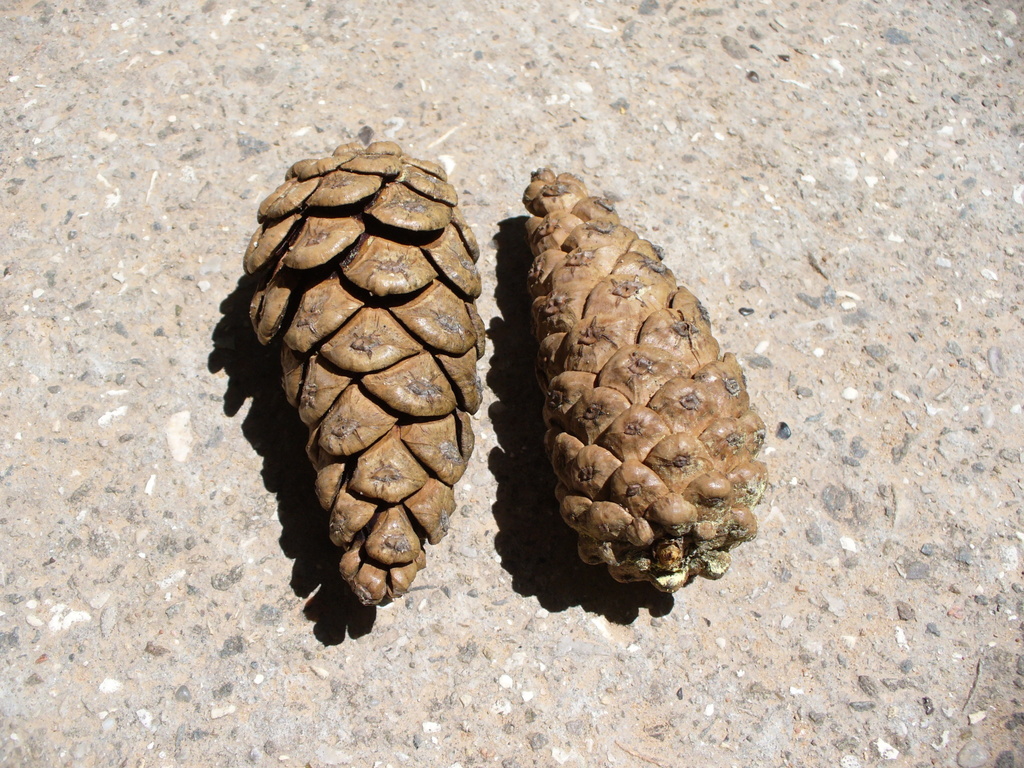 Crimean Pine (Pinus nigra pallasiana) - Botanical Realm