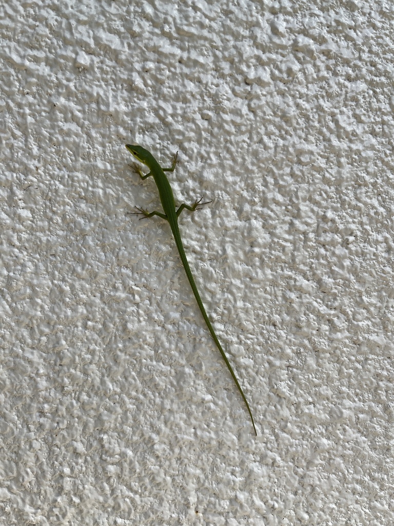 Sakishima Grass Lizard in September 2022 by Nakatada Wachi · iNaturalist