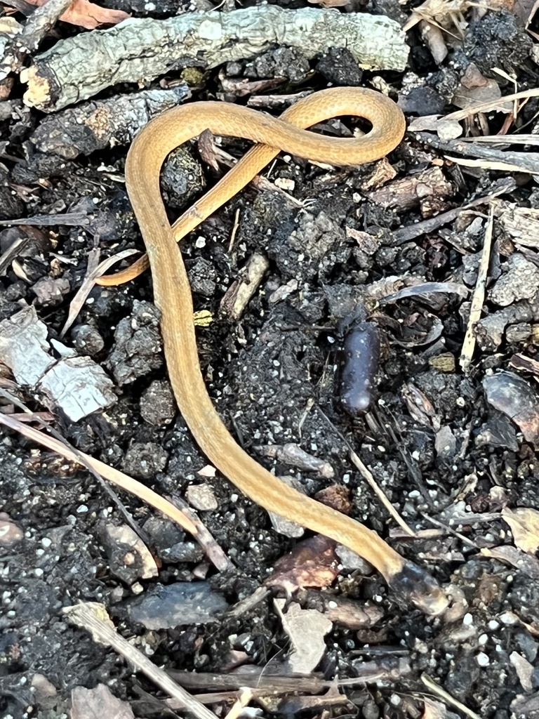 Red-bellied Snake from Doe Ln, Saint Matthews, SC, US on August 31 ...
