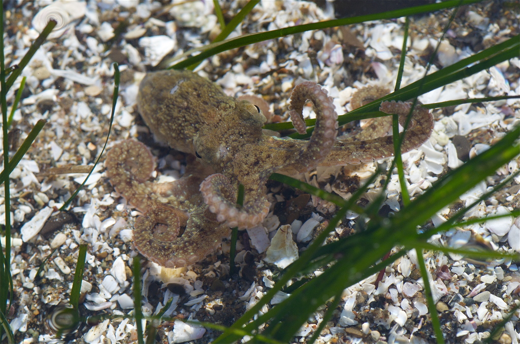 California Two-spot Octopus (Rocky Intertidal Species Southern ...