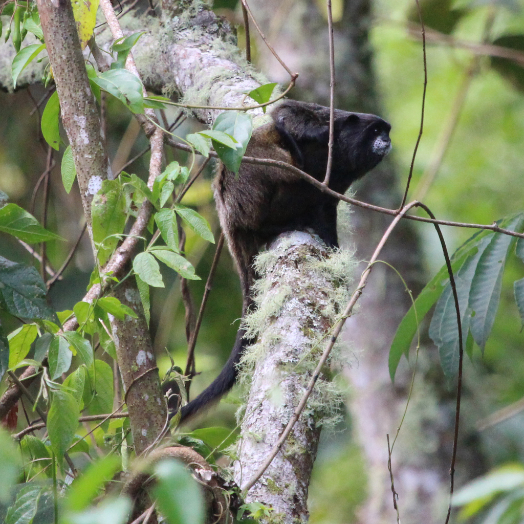 Black-mantled Tamarin from Archidona Canton, Ecuador on January 23 ...