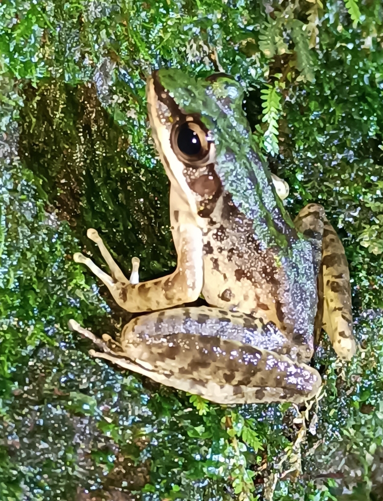 Swinhoe's frog from National Taiwan Ocean University, Taiwan, 台灣基隆市海濱里 ...