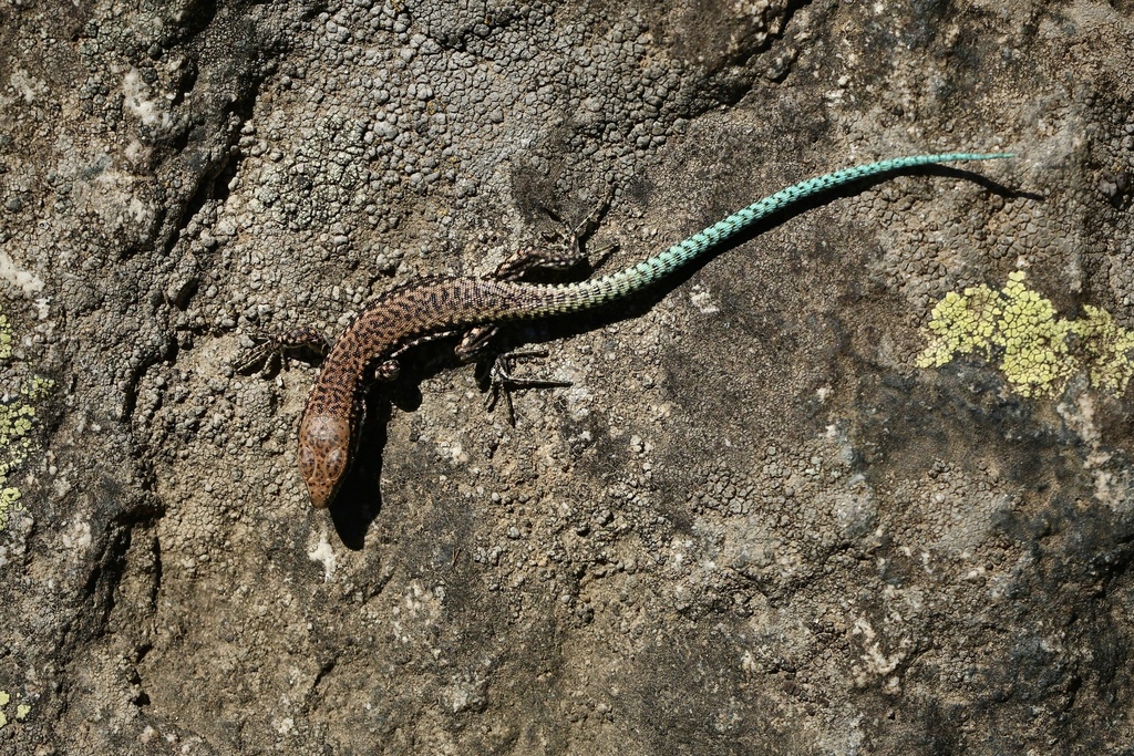 Iberolacerta cyreni cyreni in August 2023 by Shiqi Zhou · iNaturalist