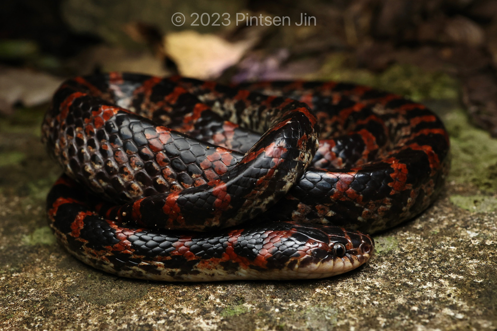 Red-banded Snake from 蟠洋山路, 舟山市, 浙江省, CN on September 1, 2023 at 11:32 ...