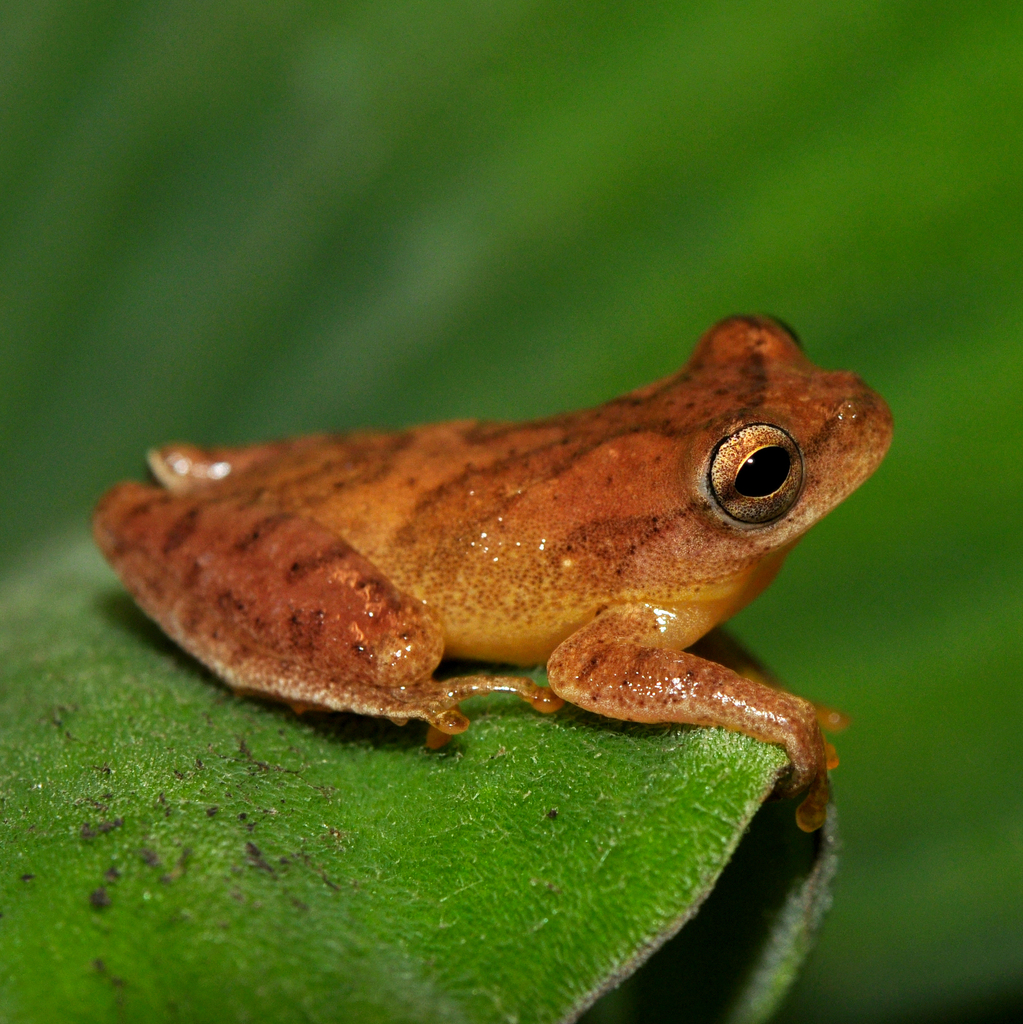 Lesser Tree Frog from Cidade Universitária, Recife - State of ...