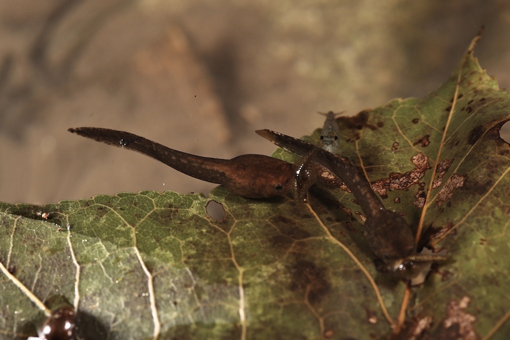 Pale-shouldered Horned Toad from 蟠洋山路, 舟山市, 浙江省, CN on September 1 ...