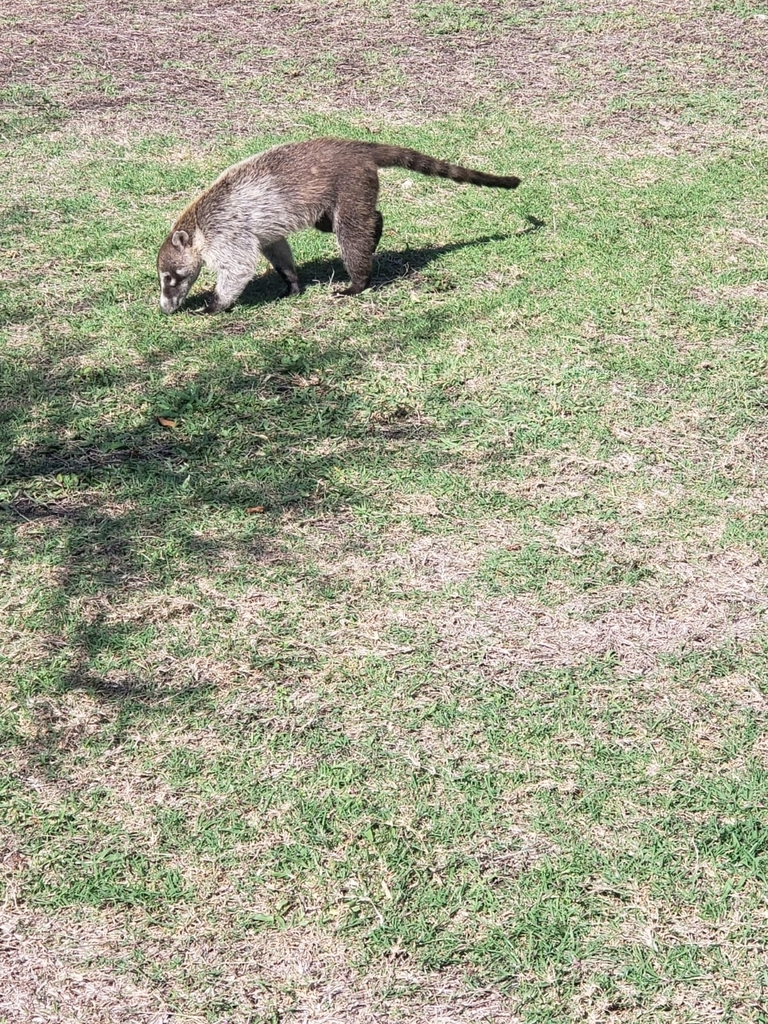 White-nosed Coati from Tulum Centro, Col Huracanes, 77760 Tulum, Q.R ...