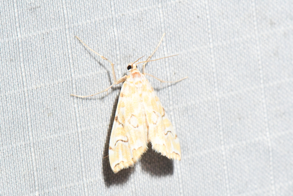 Pondside Crambid Moth from Argenteuil, Québec, Canada on July 14, 2023 ...