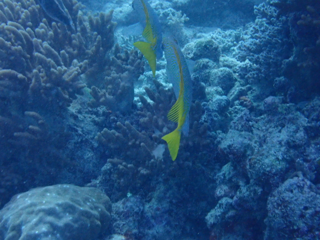 Barred Rabbitfish from Douglas, QLD, Australia on July 13, 2023 at 11: ...