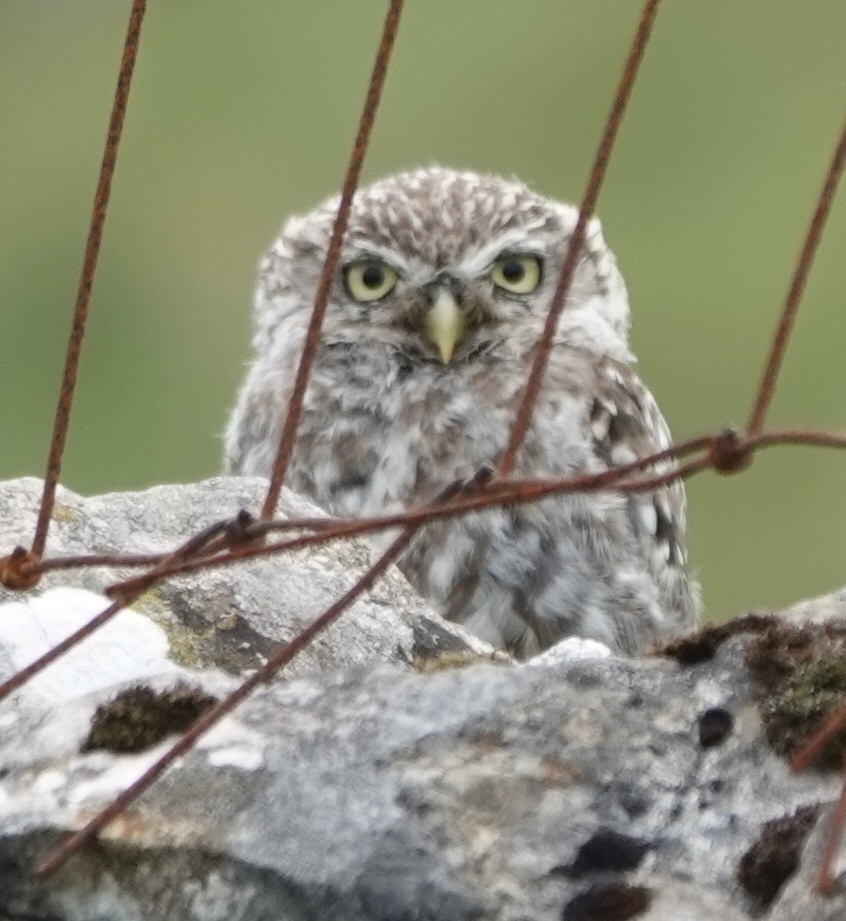 Little Owl from Yorkshire Dales National Park, Skipton, England, GB on ...