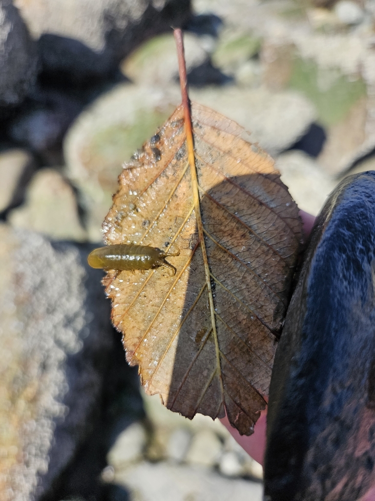 Rockweed isopod from Vancouver, BC V6R 1B5, Canada on August 30, 2023 ...