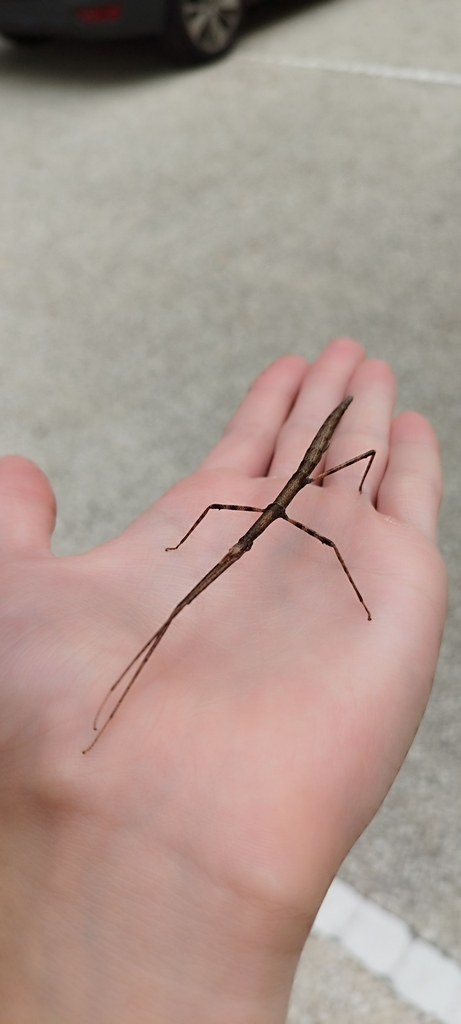 French stick insect from Charente-Maritime, Poitou-Charentes, FR on ...